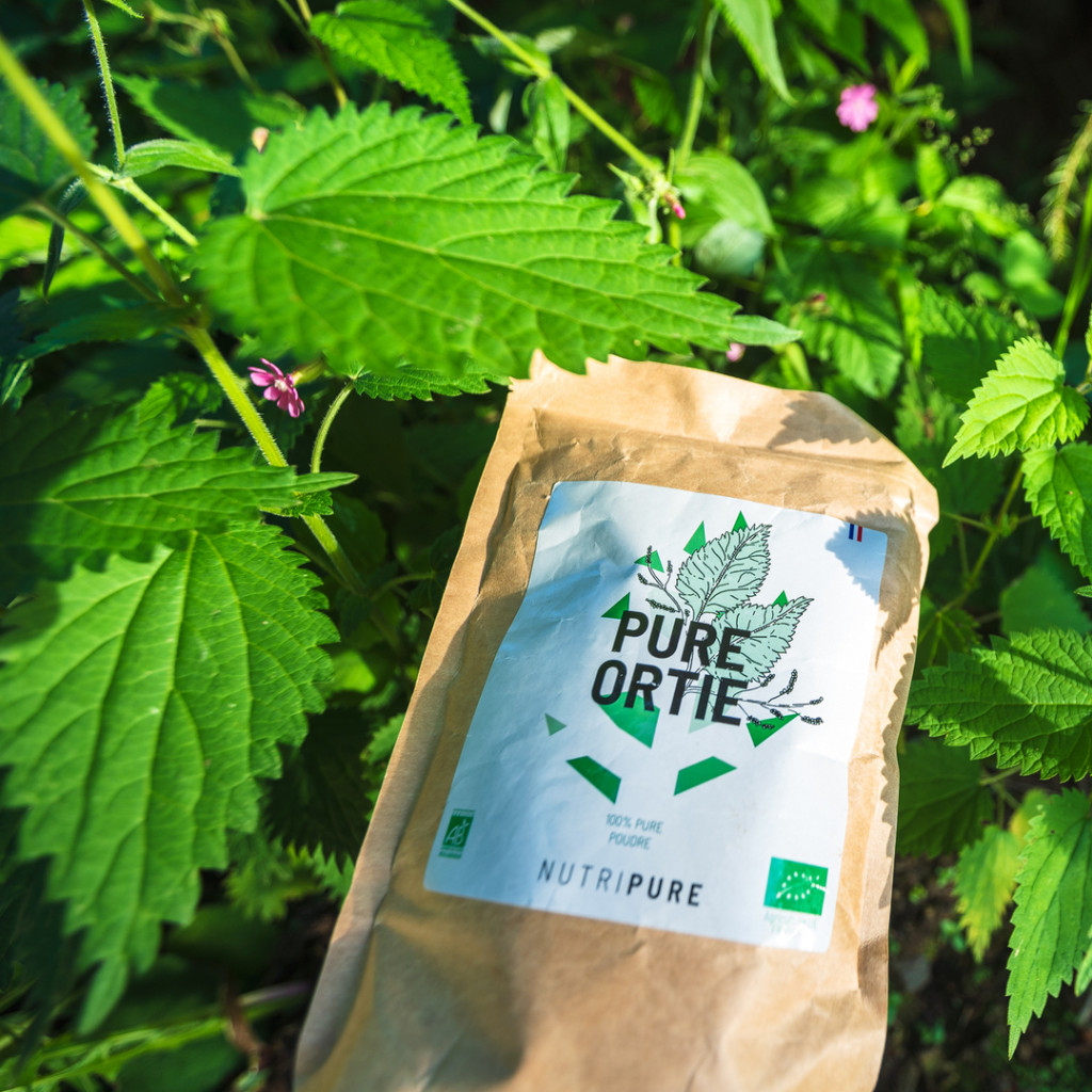 Ortie : bienfaits, utilisations et recettes complètes