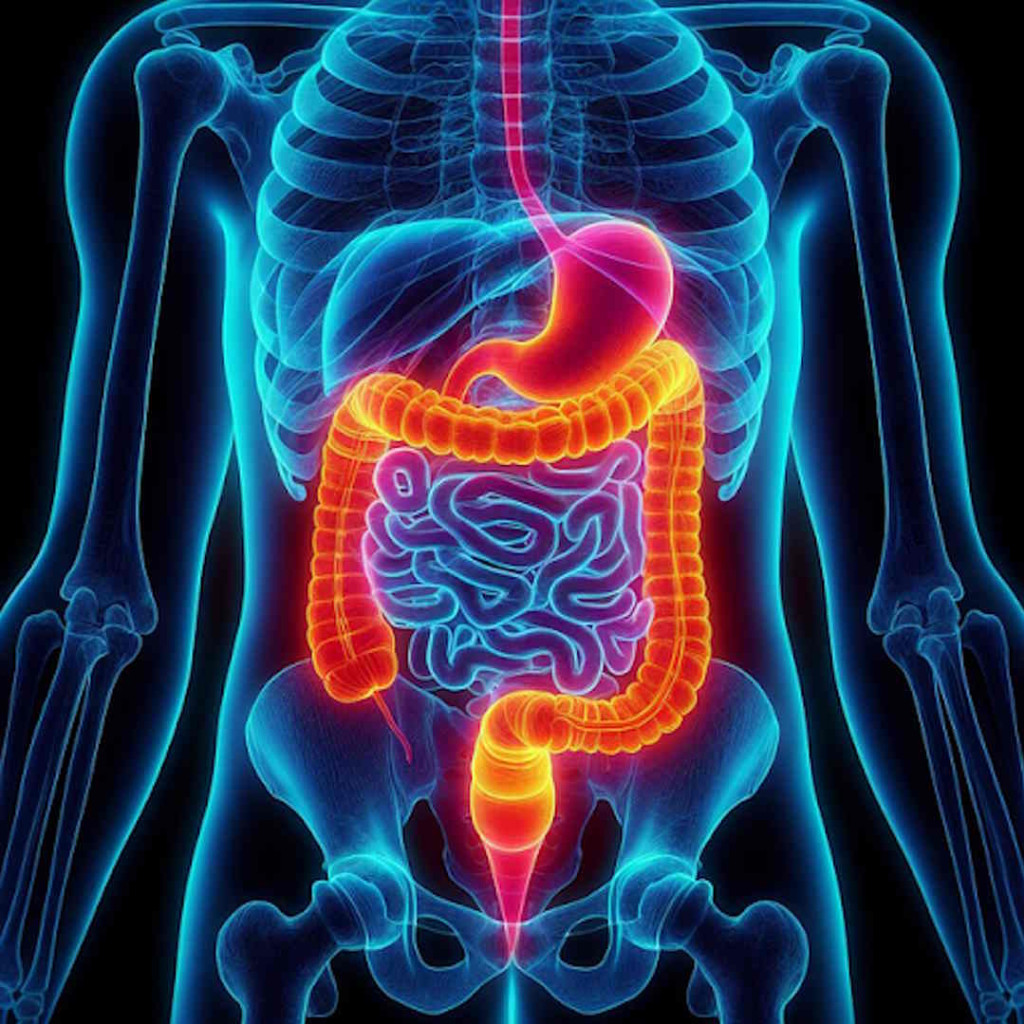 Intestin poreux : 4 solutions pour réparer vos instestins